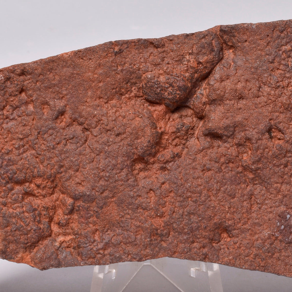 HORODYSKIA Mesoproterozoic 1.4 B.Y.O, AUSTRALIAN FOSSIL F622 – Crystal ...