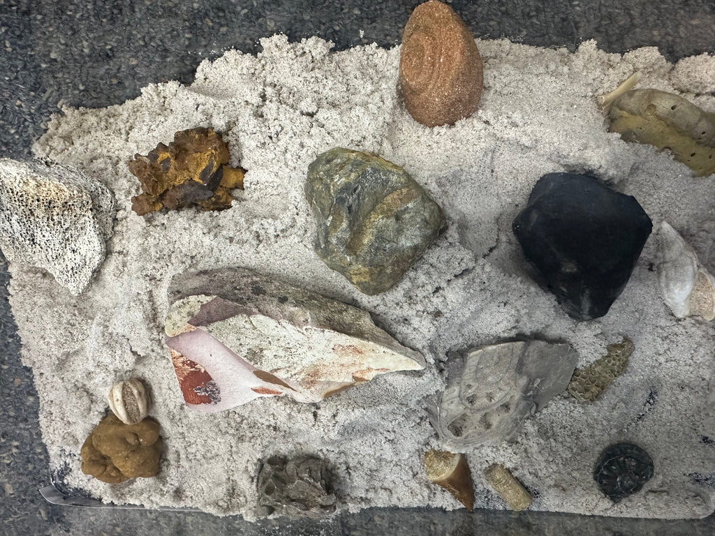 THE YOUNG FOSSIKERS SAND BUCKET KIT FOSSIL STONE – Crystal World ...