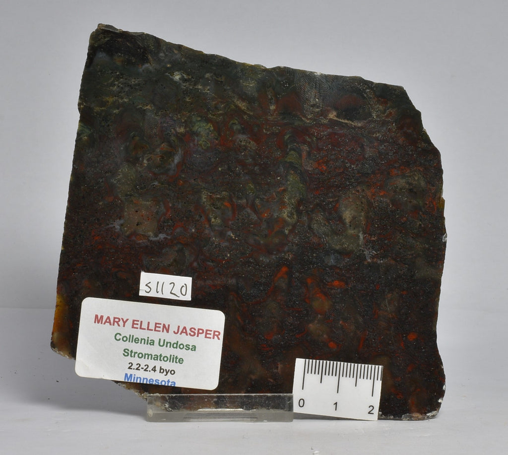 MARY ELLEN JASPER STROMATOLITE, Collenia undosa, S1120 – Crystal World ...