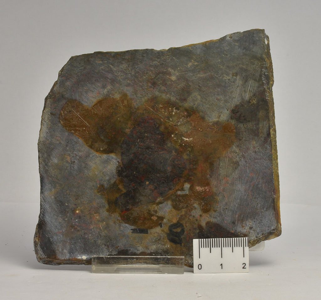 MARY ELLEN JASPER STROMATOLITE, Collenia undosa, S1120 – Crystal World ...