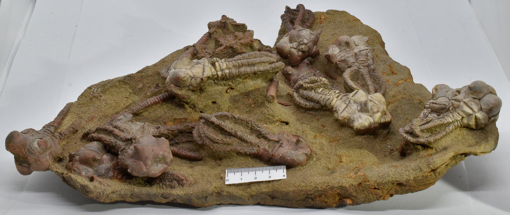 CRINOID FOSSIL PLATE, 12 Crinoids, Jimbacrinus Bostocki, Western Austr ...