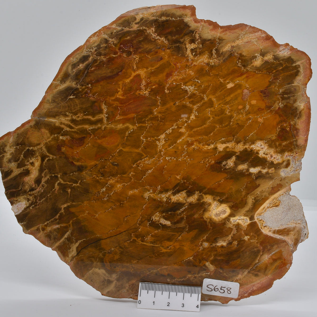 PENTOXYLON WOOD, FOSSIL Slice, JURASSIC, 445g Miles Queensland Austral ...
