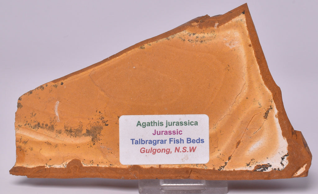 FOSSIL AGATHIS JURASSICA F128 – Crystal World Exhibition Centre