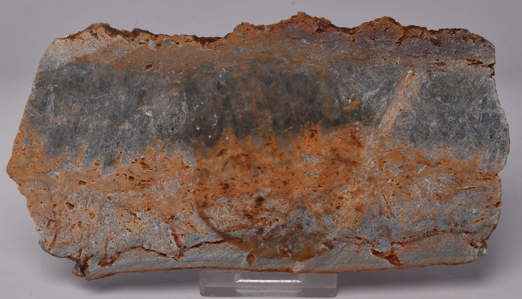 STROMATOLITE Microbial Fossil Mat Dresser Formation, Australia S1031 ...