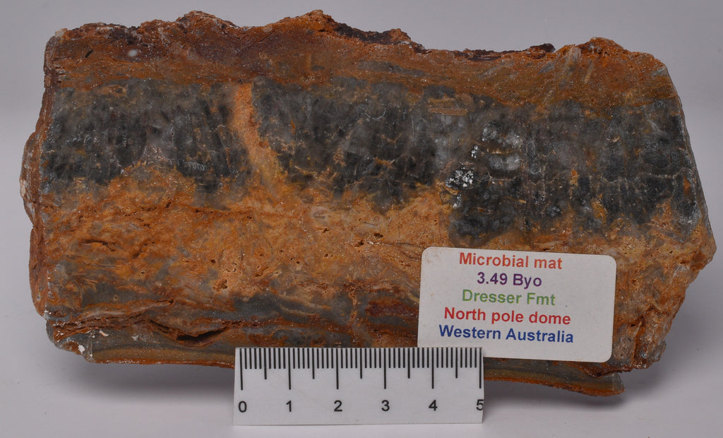 STROMATOLITE Microbial Fossil Mat Dresser Formation, Australia S1031 ...