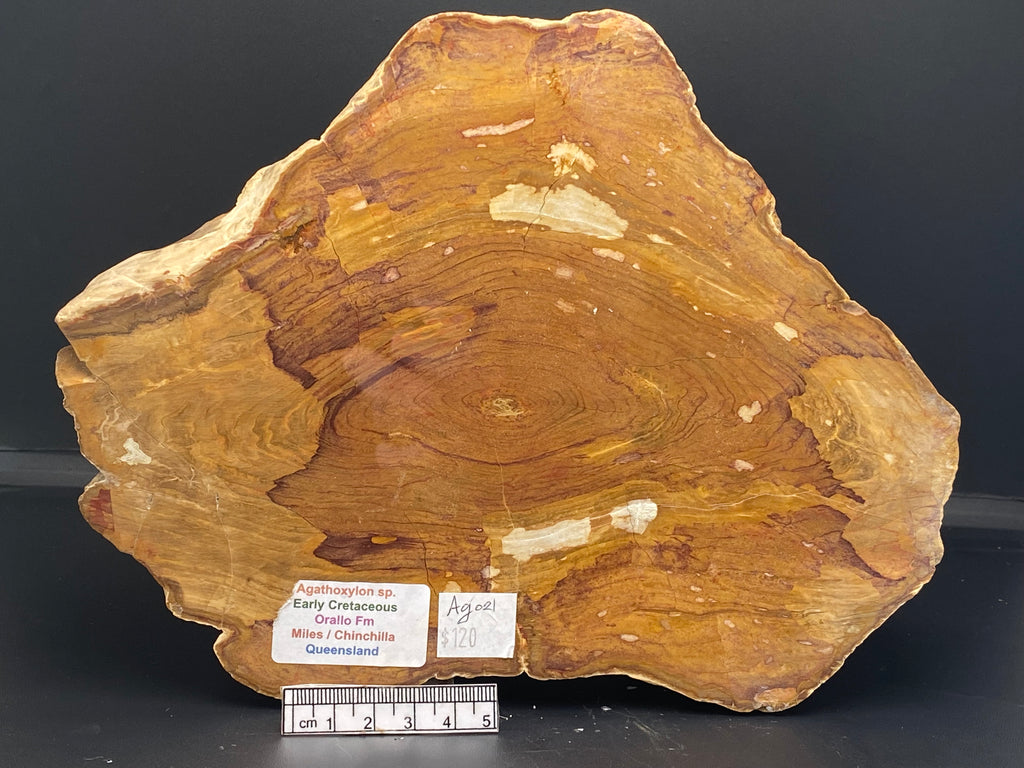 AGATHOXYLON WOOD, FOSSIL Slice, Early Cretaceous, 2.5kg Miles Queensla ...